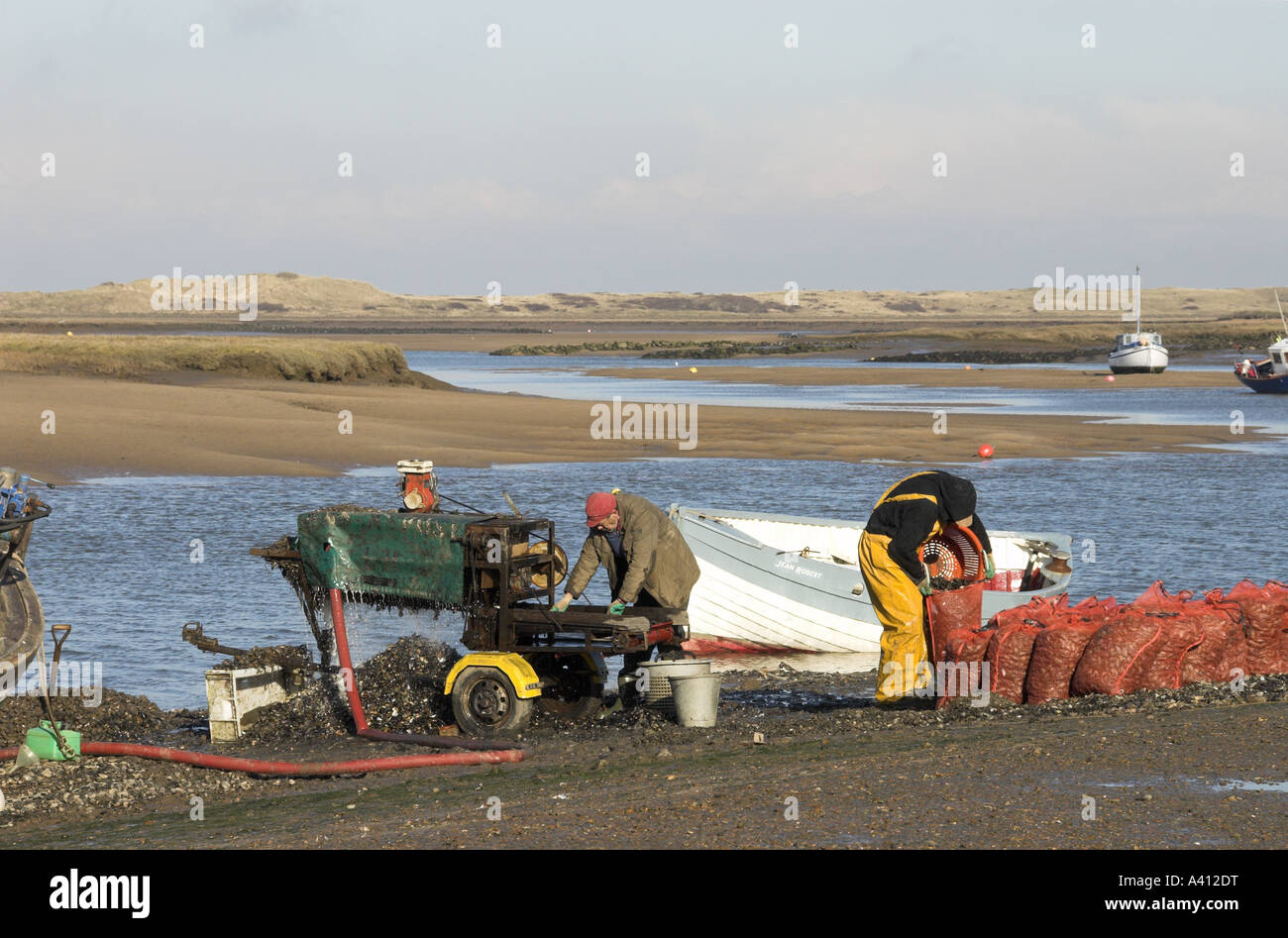 Fishermen grading mussels in tidal harbour Norfolk UK Stock Photo - Alamy