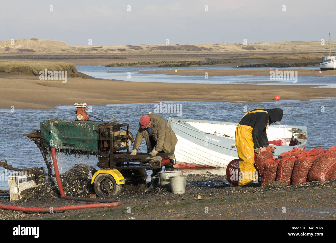 Fishermen grading mussels in tidal harbour Norfolk UK Stock Photo - Alamy