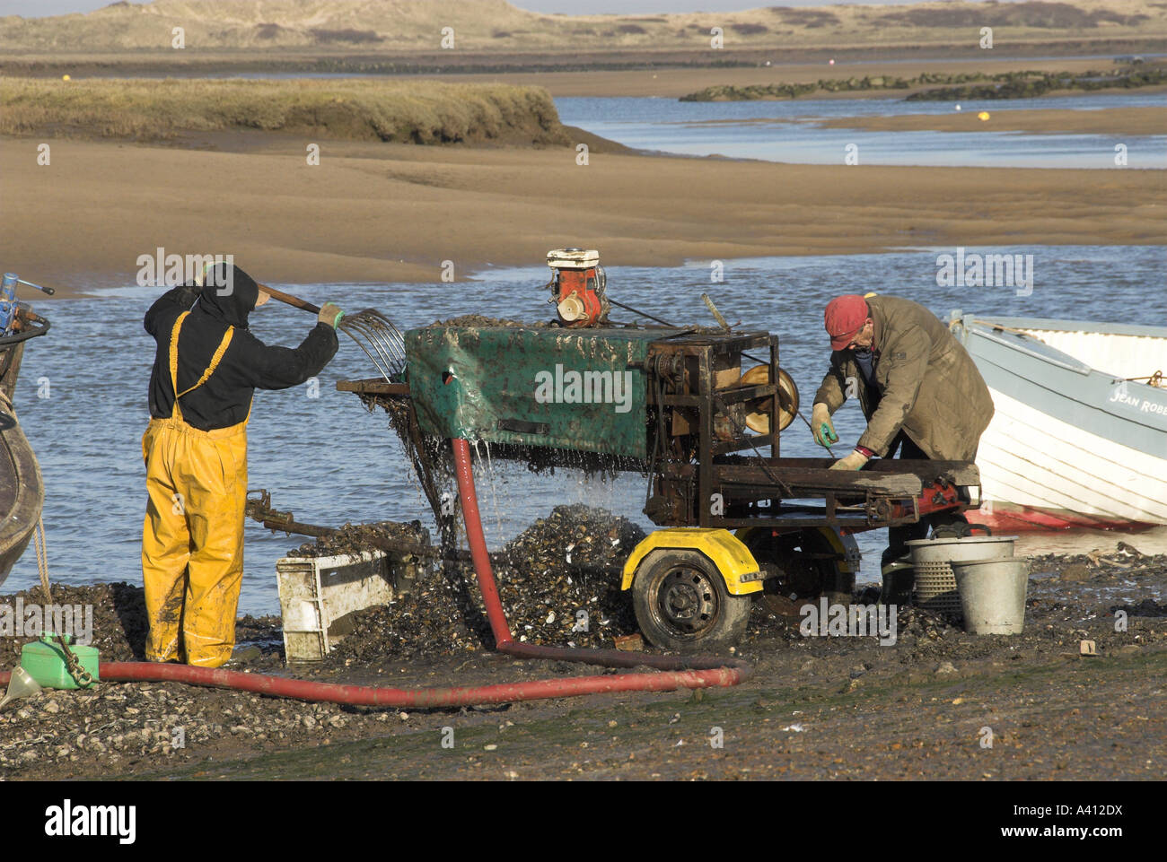 Fishermen grading mussels in tidal harbour Norfolk UK Stock Photo - Alamy