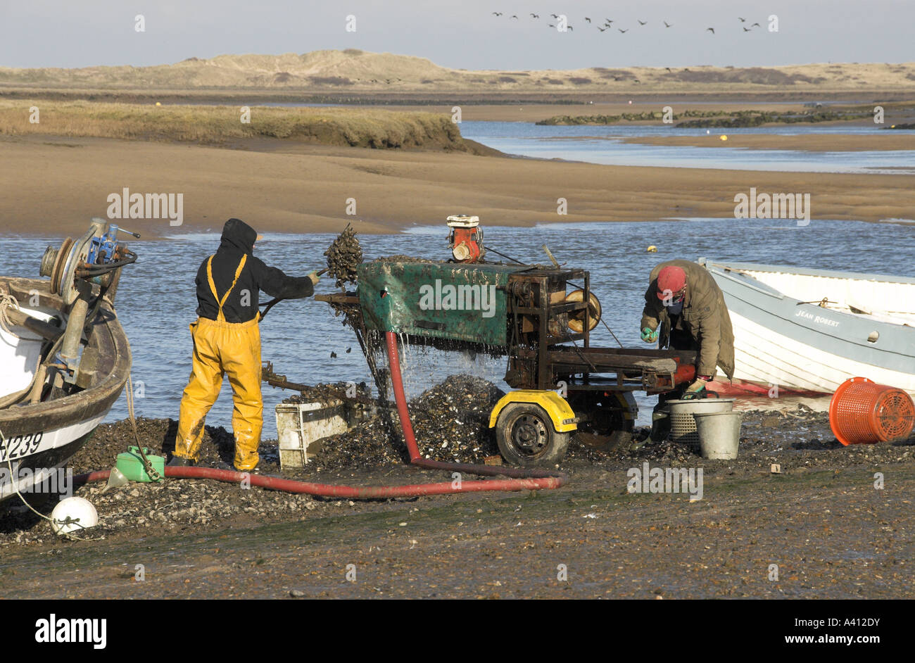 Fishermen grading mussels in tidal harbour Norfolk UK Stock Photo - Alamy