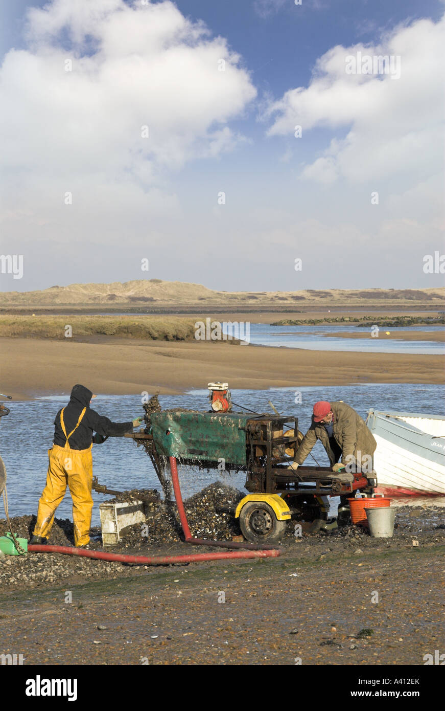 Fishermen grading mussels in tidal harbour Norfolk UK Stock Photo - Alamy