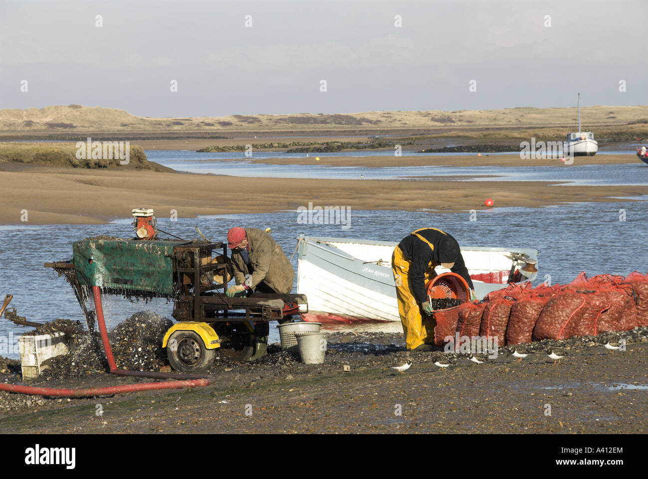 Fishermen grading mussels in tidal harbour Norfolk UK Stock Photo - Alamy
