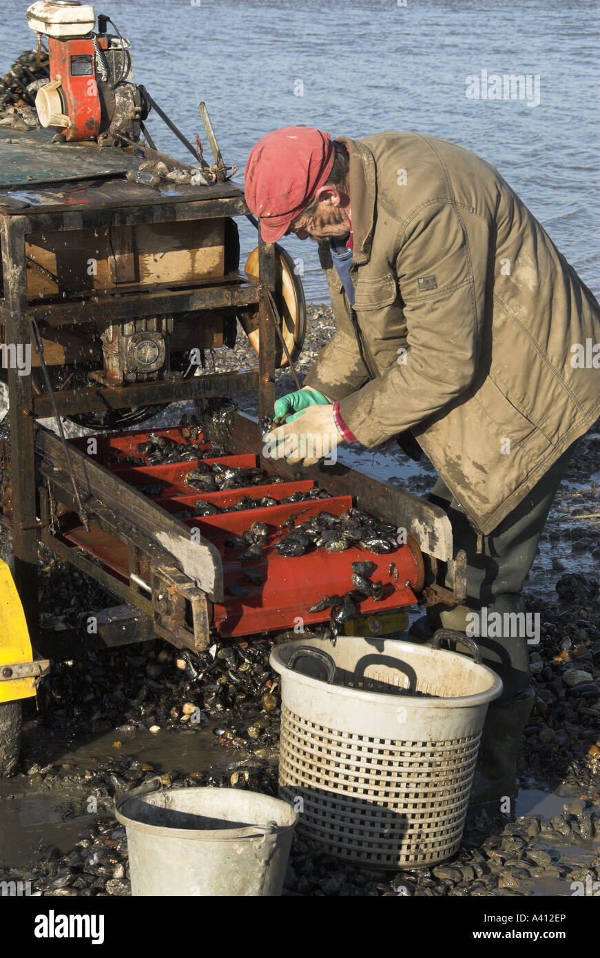 Fisherman grading mussels in tidal harbour Norfolk UK Stock Photo - Alamy