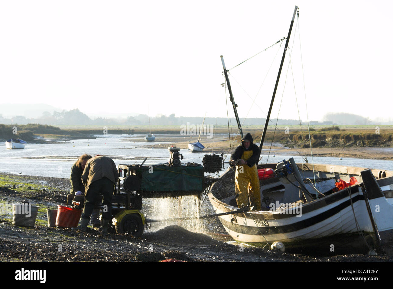 Fisherman grading mussels in tidal harbour Norfolk UK Stock Photo - Alamy