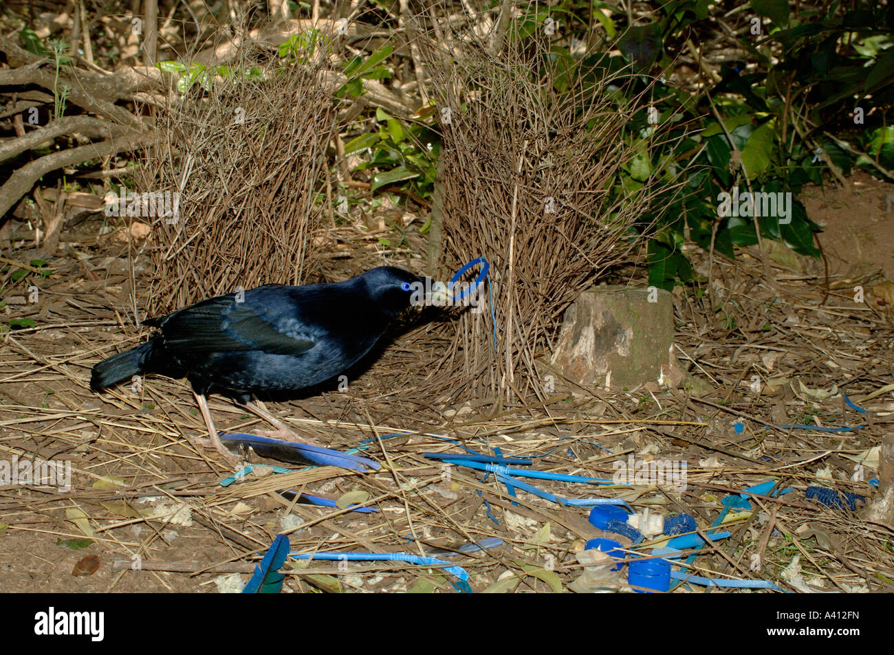 Male satin bowerbird Ptilonorhynchus violaceus adding blue object ...