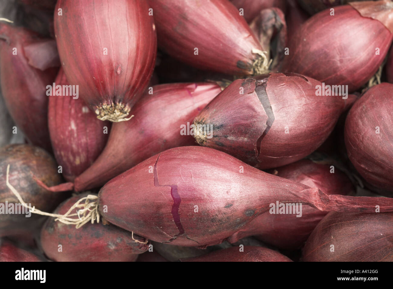 Onion Sets Red Baron ready for planting Stock Photo - Alamy