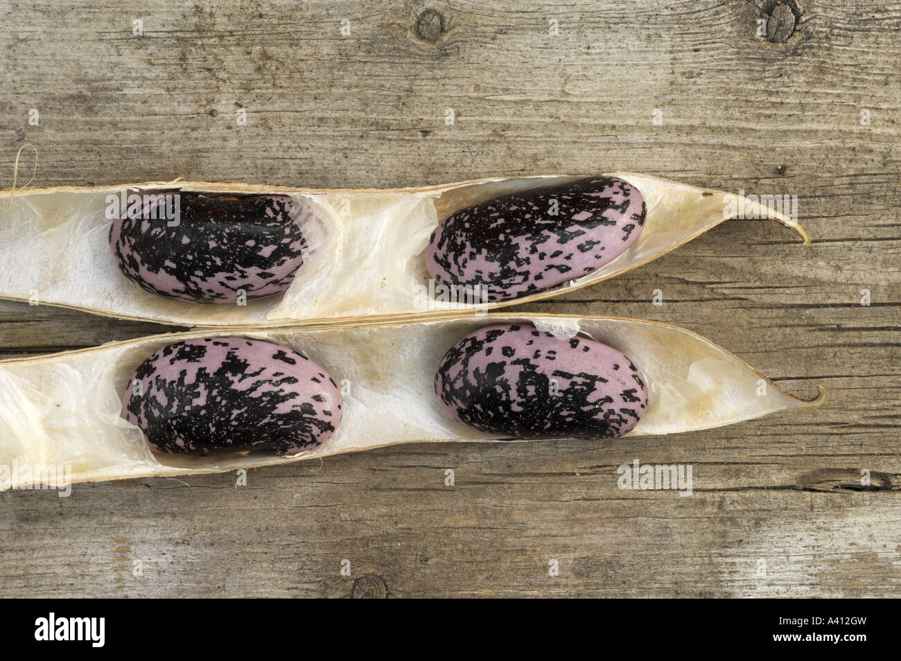 Seed dried pod husk hi-res stock photography and images - Alamy