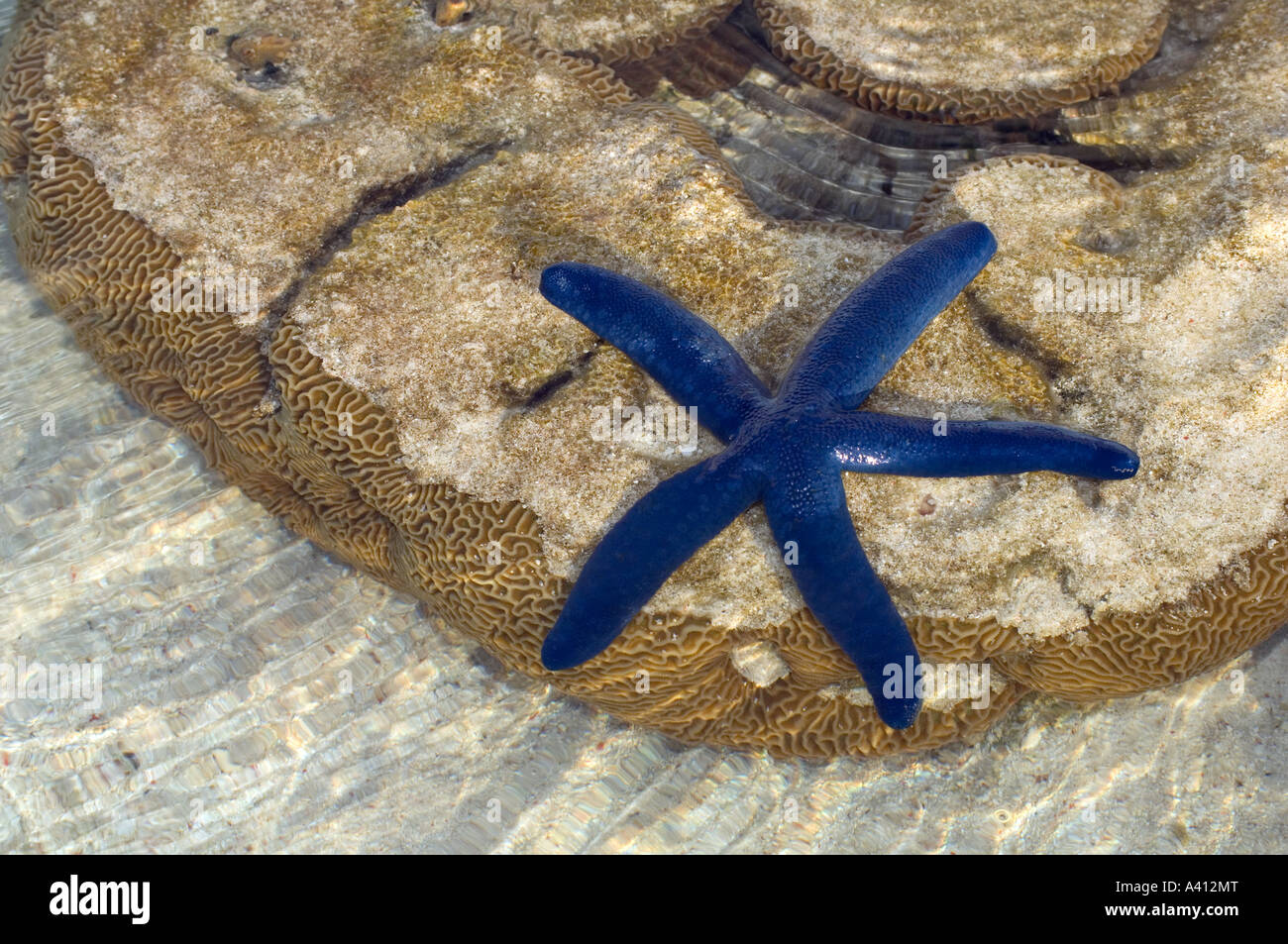Blue starfish Linckia laevigata on coral reef Great Barrier Reef at low ...