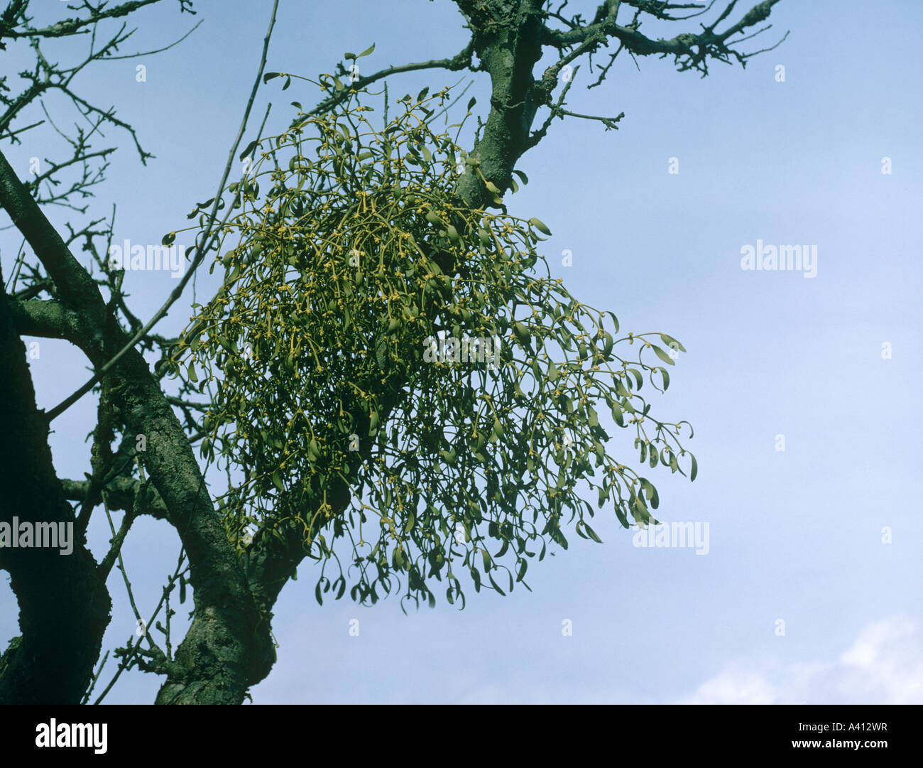 Parasitic on apple tree hi-res stock photography and images - Alamy