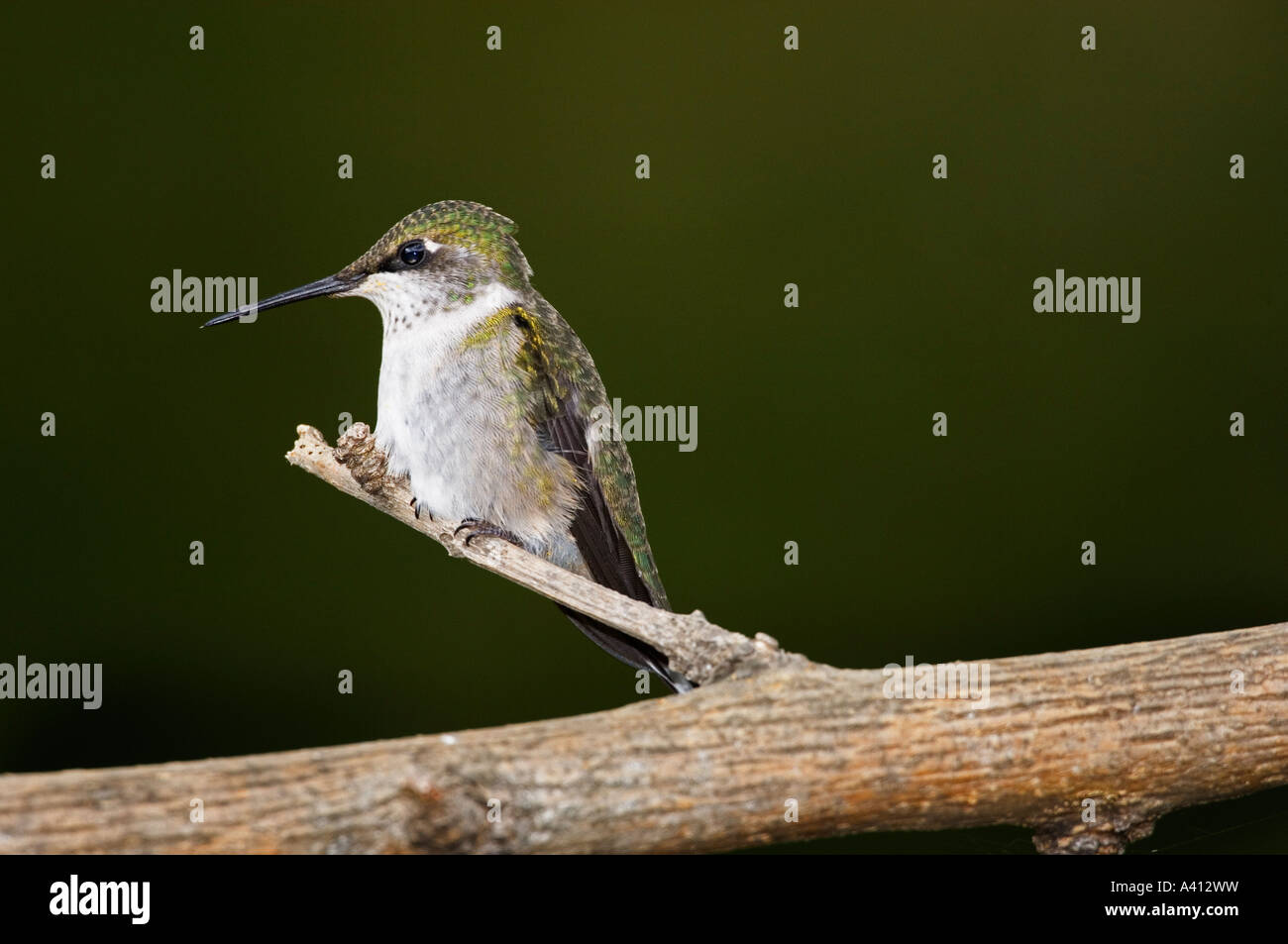 Ruby-throated Hummingbird archilochus colubris Stock Photo - Alamy