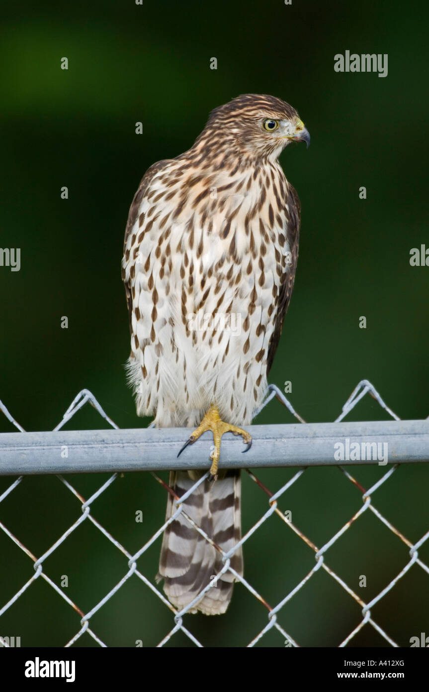 Fledgling Red Tailed Hawk