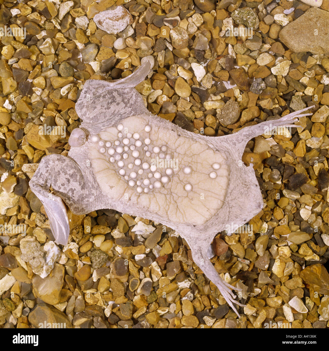 Surinam toad Pipa pipa female with eggs adhering to her back 6 hours ...