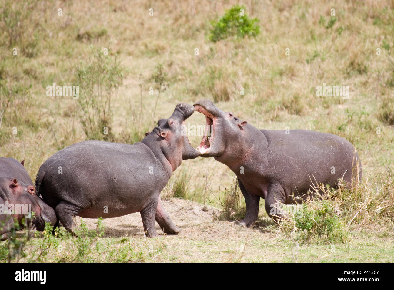 Hippos play fight Stock Photo - Alamy