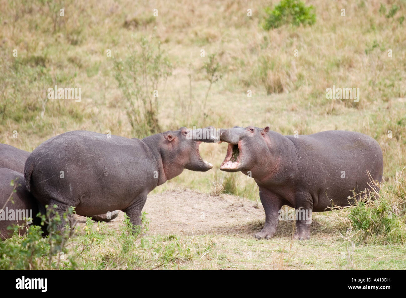 Hippos play fight Stock Photo - Alamy