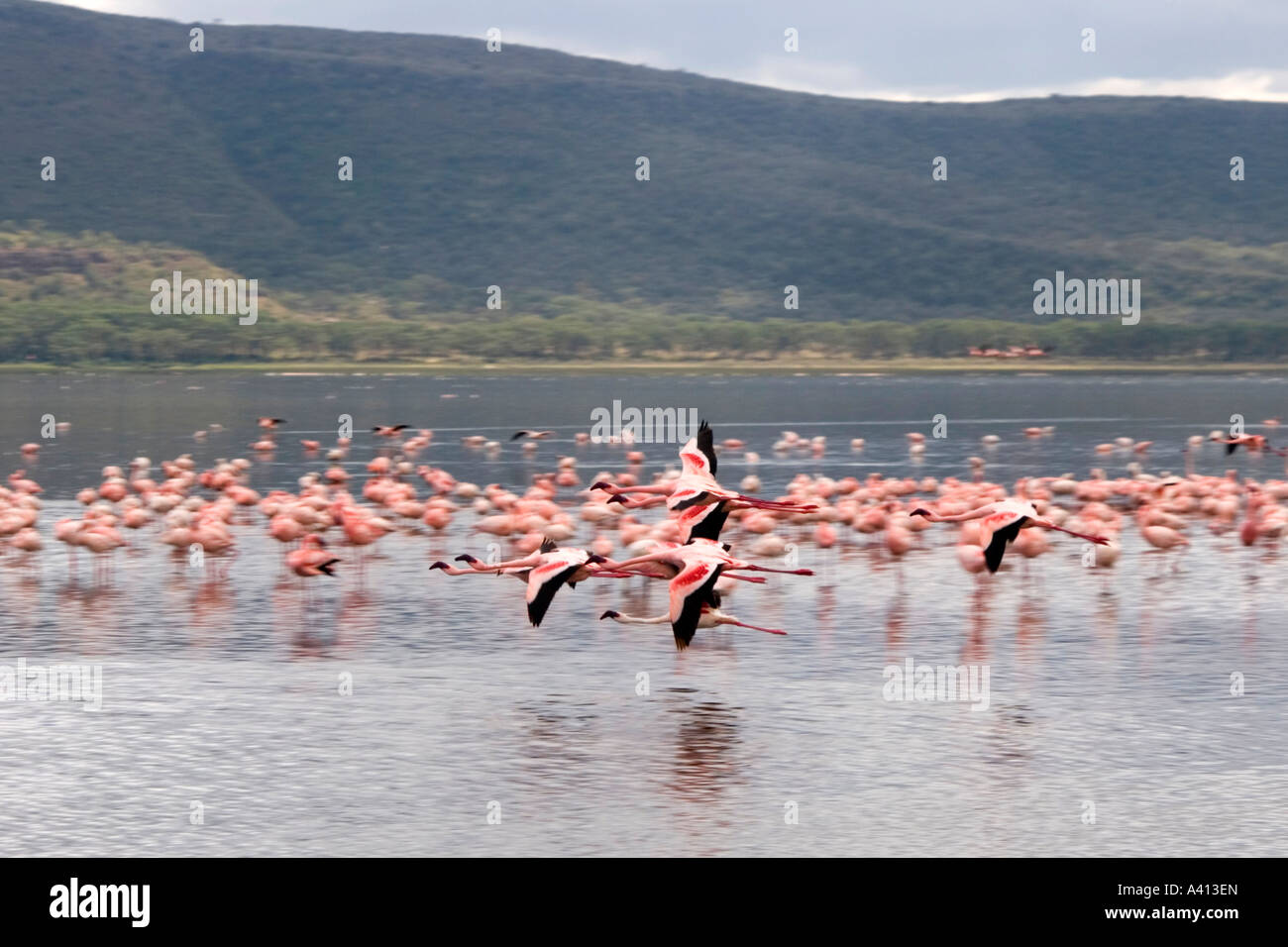 Flamingos in flight Stock Photo - Alamy