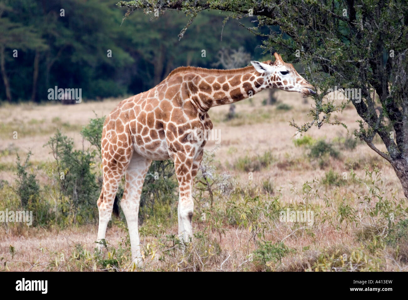 Giraffe eating the spiney acacia tree Stock Photo - Alamy