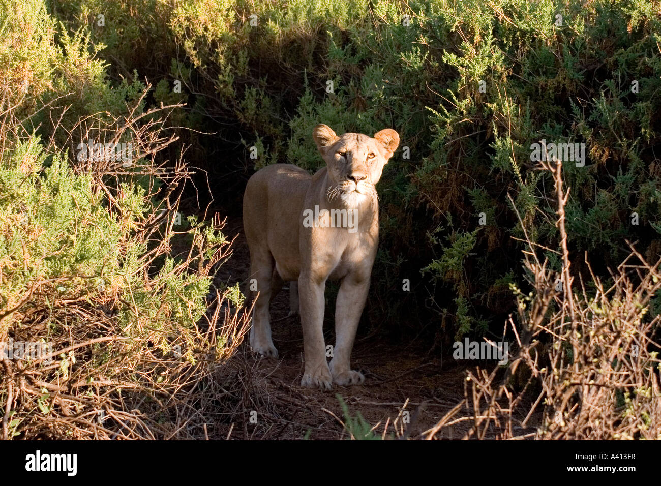 Lioness emerges from hiding place Stock Photo - Alamy