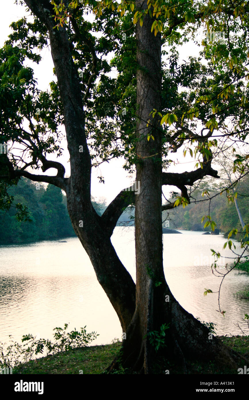 Forest thenmala hi-res stock photography and images - Alamy