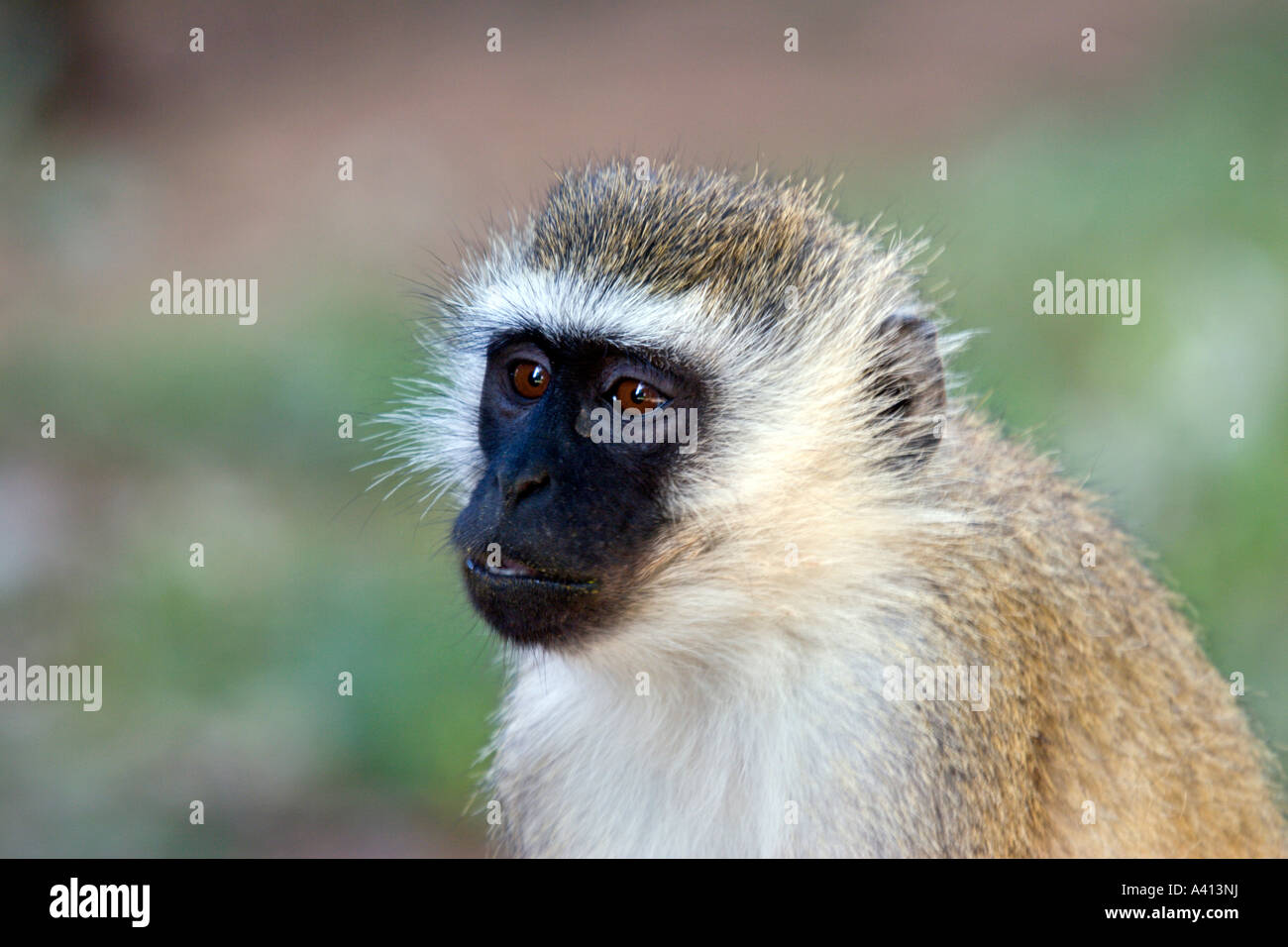 Portrait of a vervet monkey Stock Photo - Alamy