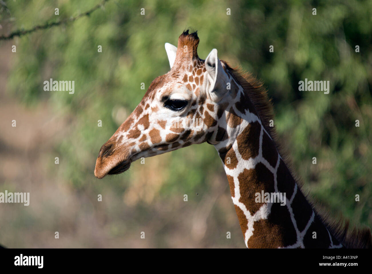 portrait of a giraffe Stock Photo - Alamy