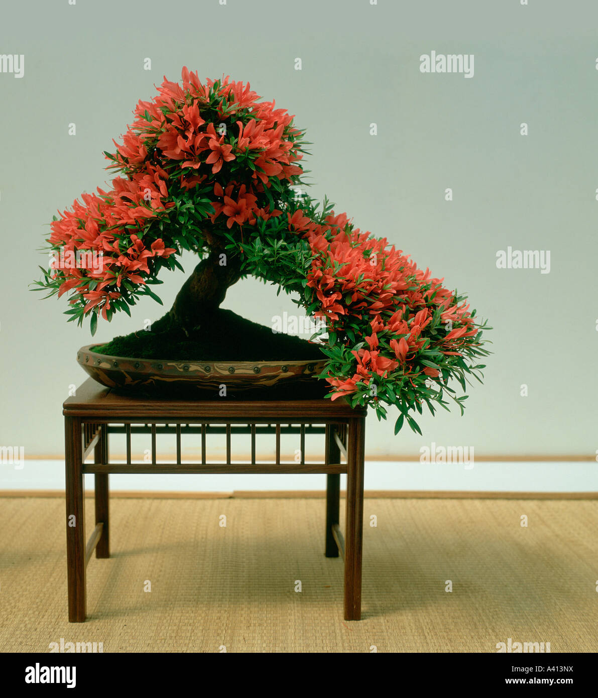Bonsai azalea Coral Reef Tokyo Japan Stock Photo - Alamy