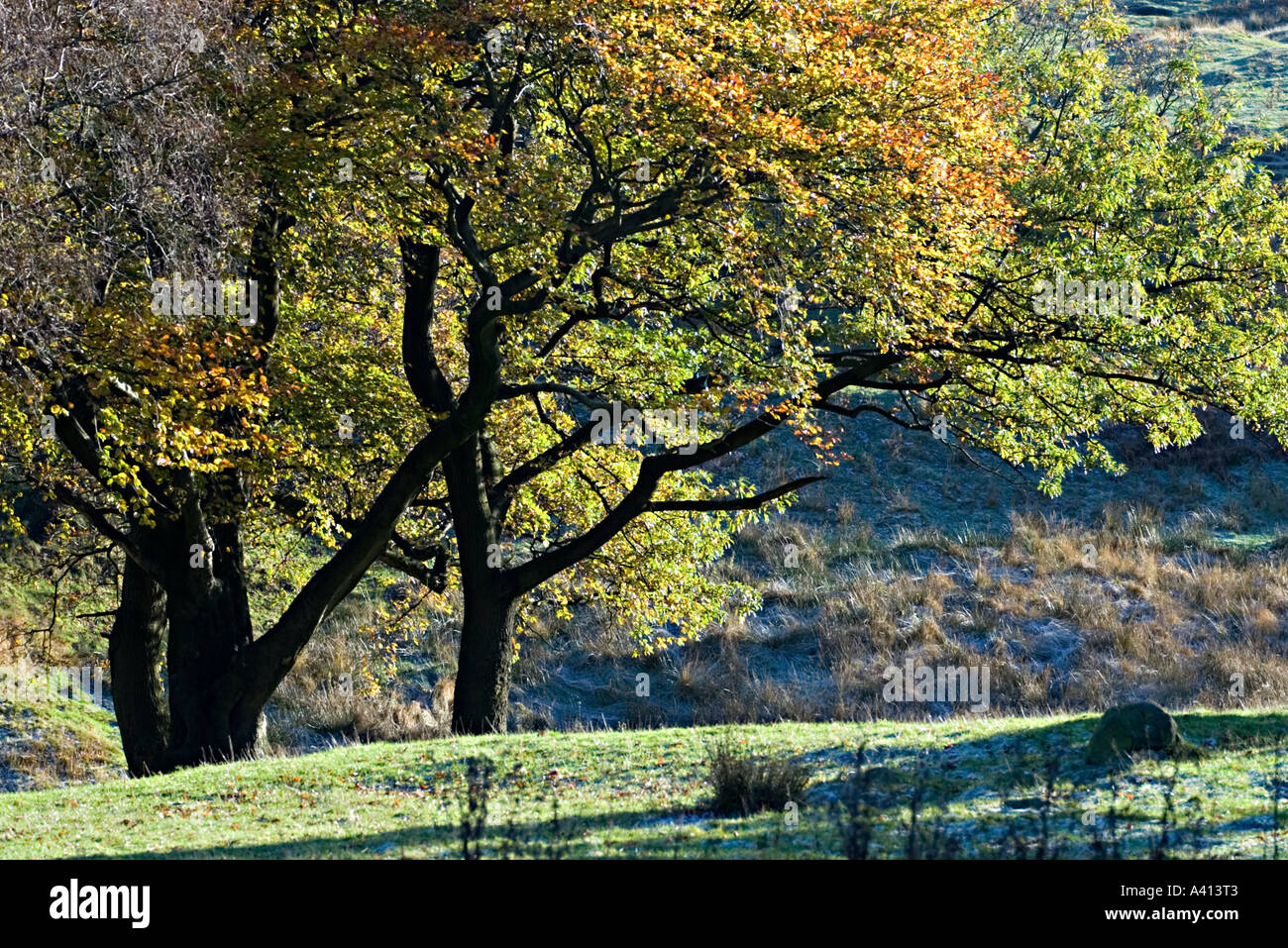 Trees with autumn foliage Chew Valley Greenfield Saddleworth England UK ...