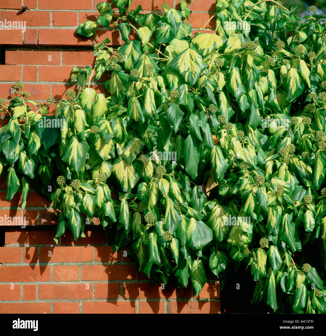 Hedera colchica 'paddy's pride' hi-res stock photography and images - Alamy