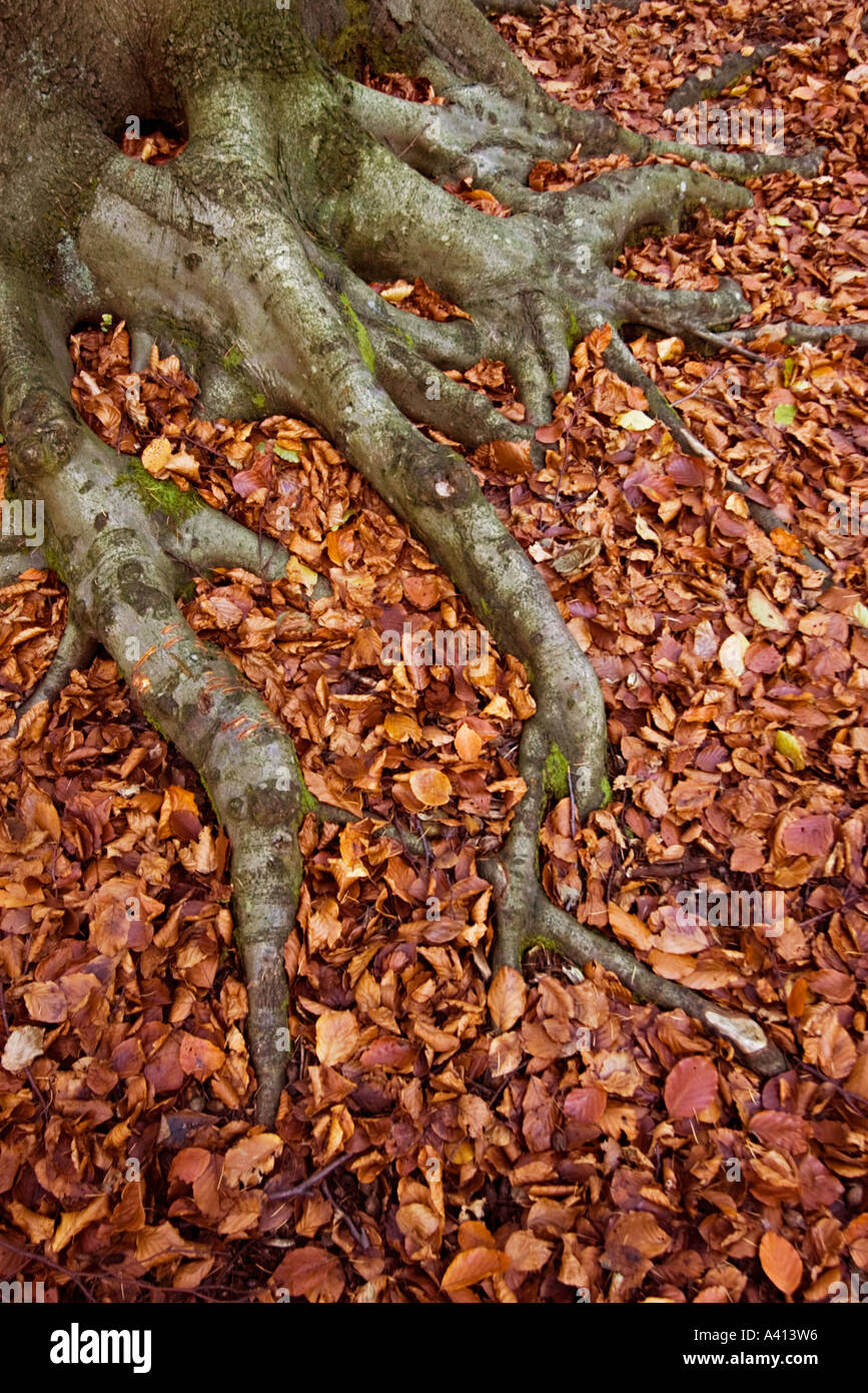 Sycamore tree roots hi-res stock photography and images - Alamy