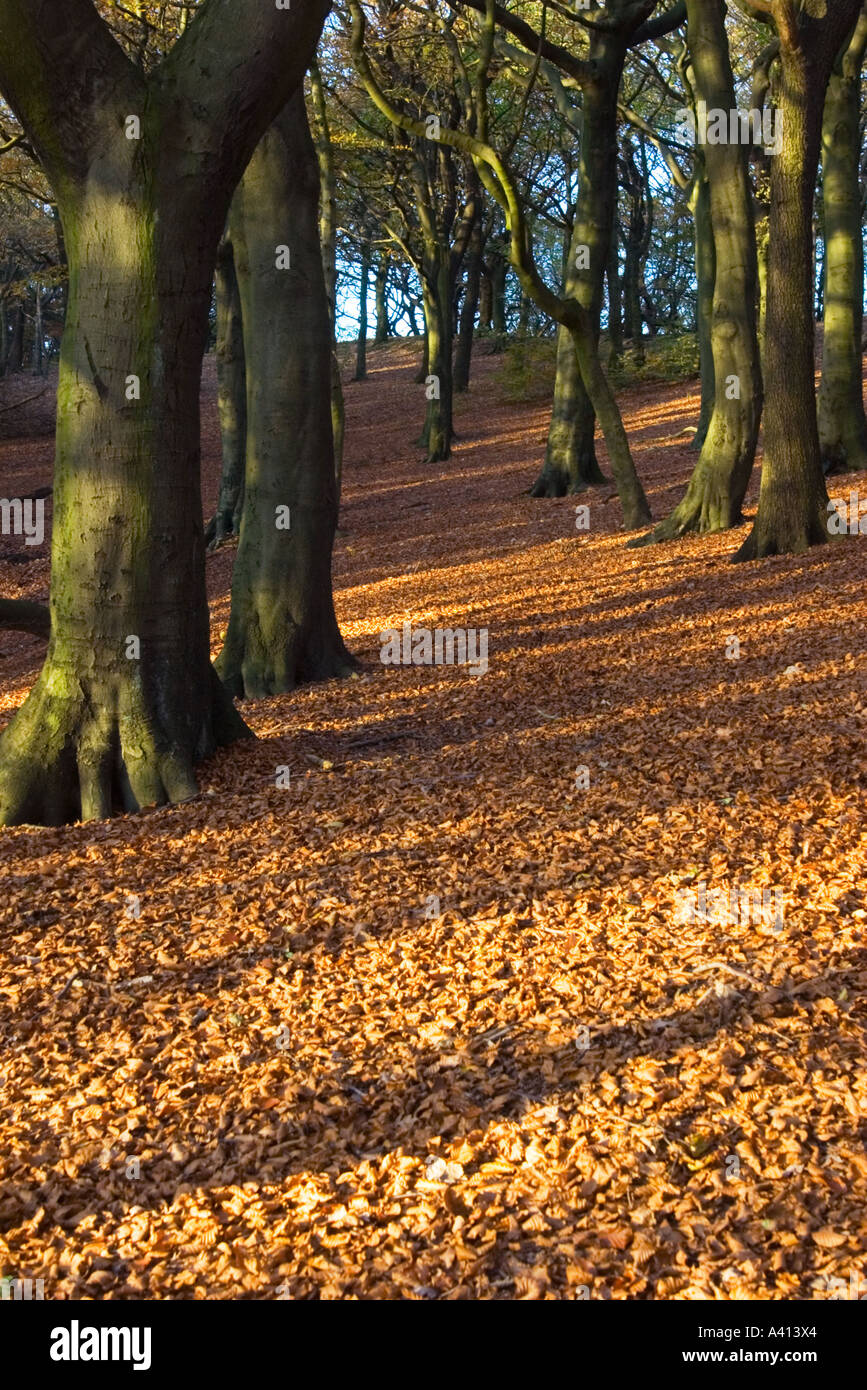 Woodland shot of native British deciduous trees in autumn sunshine with ...