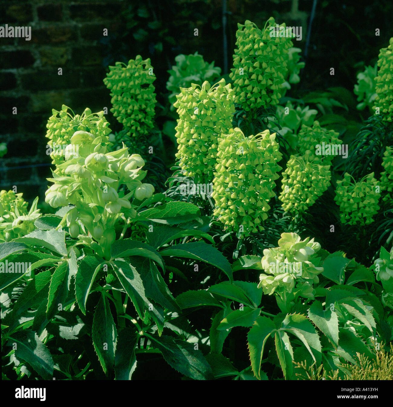 Helleborus lividus subsp corsicus with Euphorbia Stock Photo - Alamy