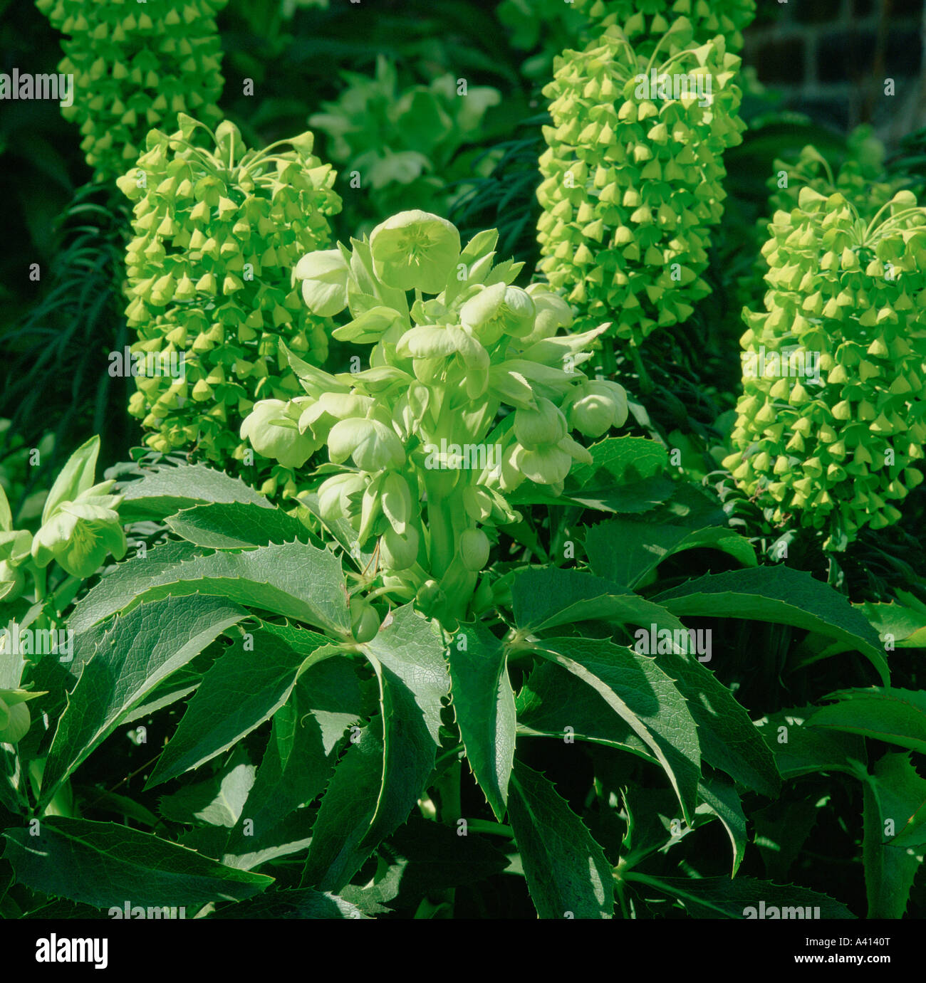 Helleborus lividus subsp corsicus with Euphorbia Stock Photo - Alamy