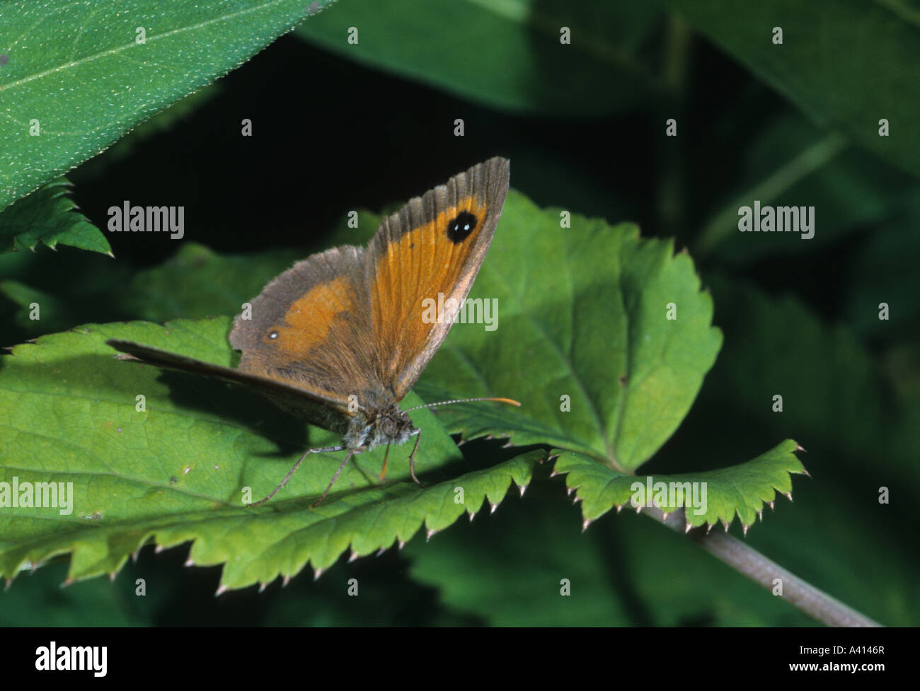 Pyronia tithonus gatekeeper in hi-res stock photography and images - Alamy