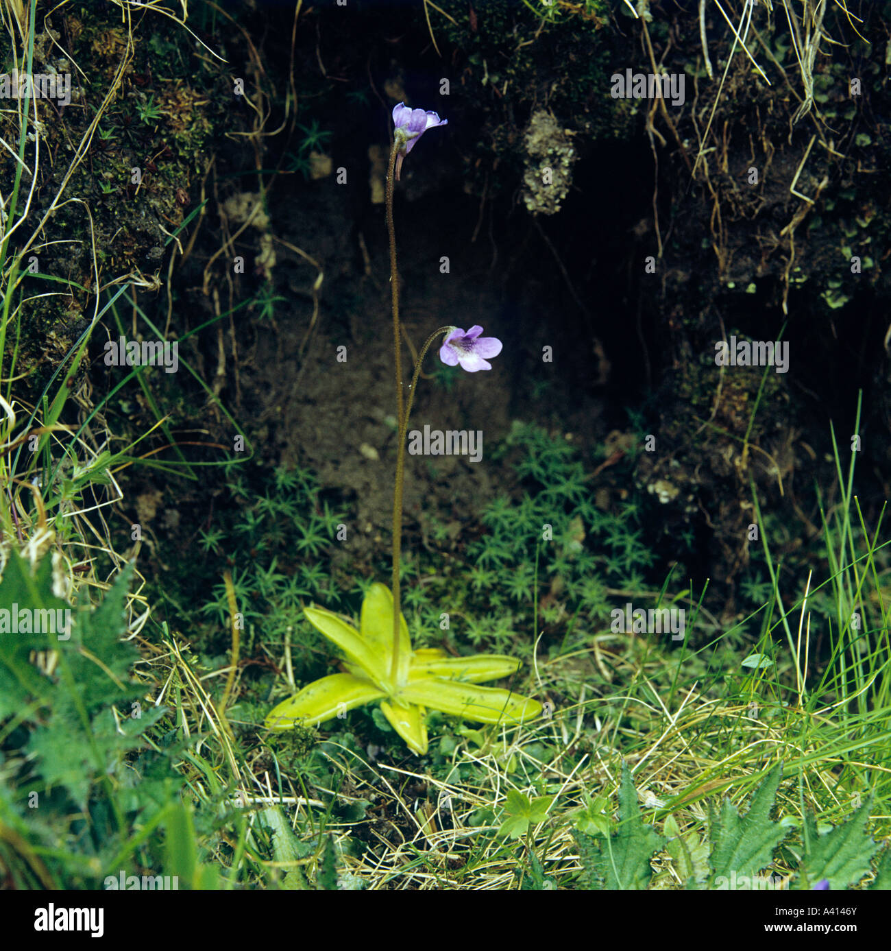 Common butterwort Pinguicula vulgaris Stock Photo - Alamy