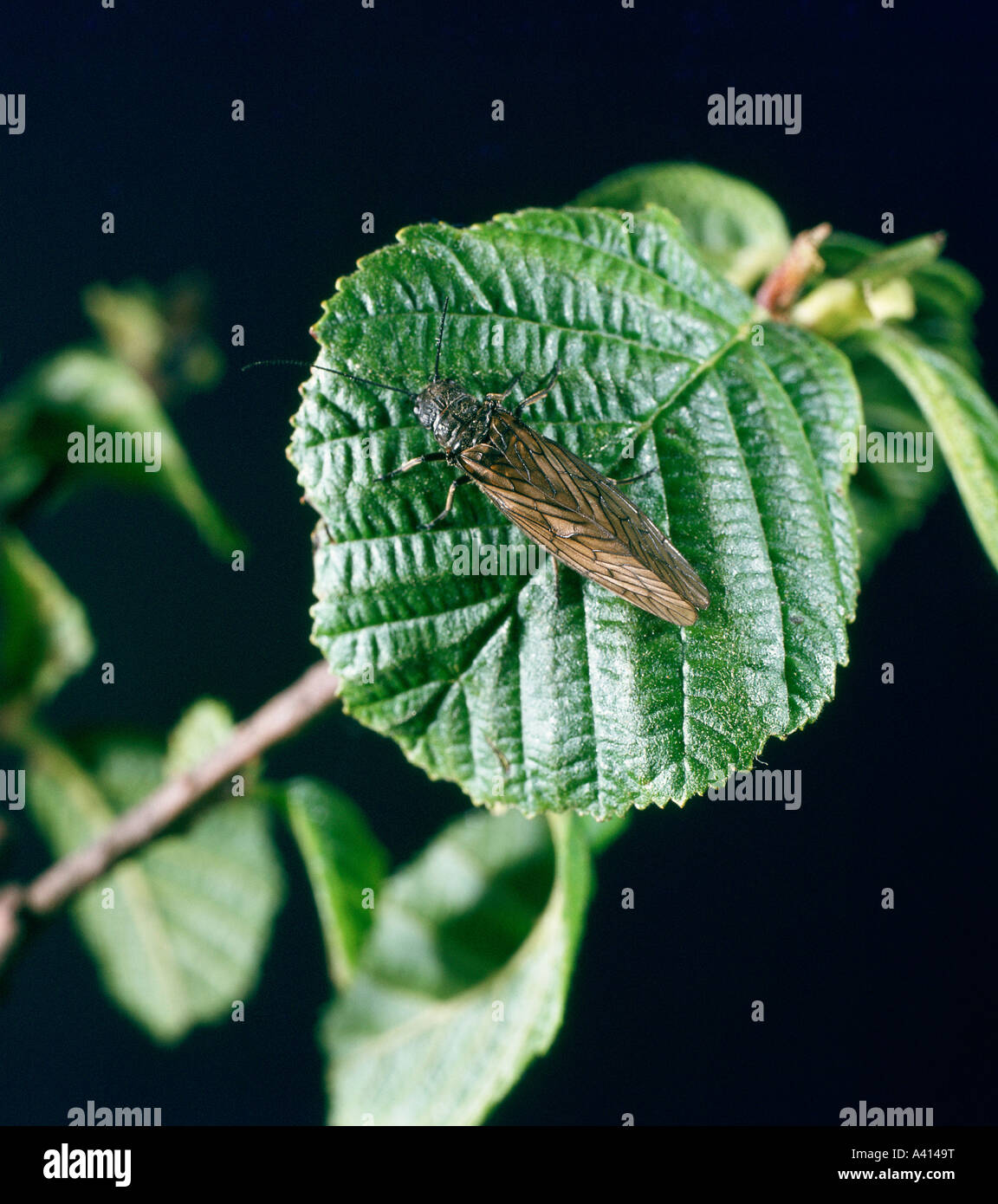 Sialis lutaria hi-res stock photography and images - Alamy
