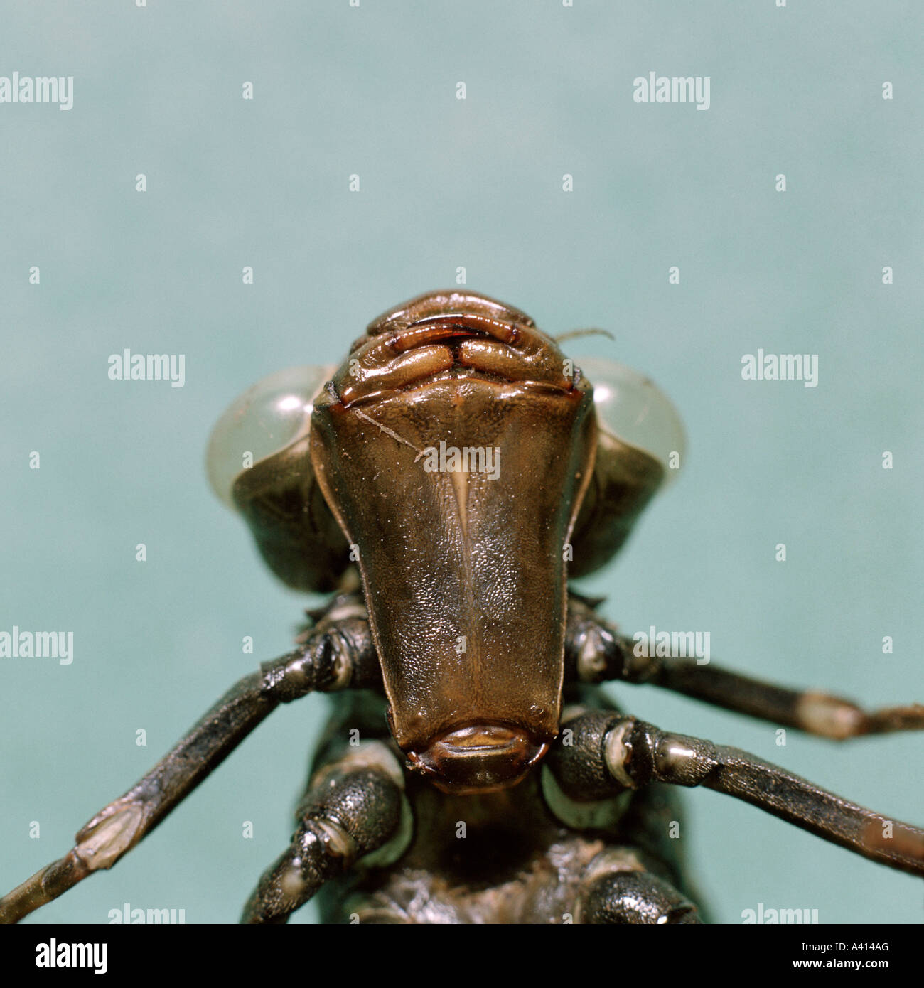Close up of underside of cast skin shuck or exuvia of dragonfly nymph ...