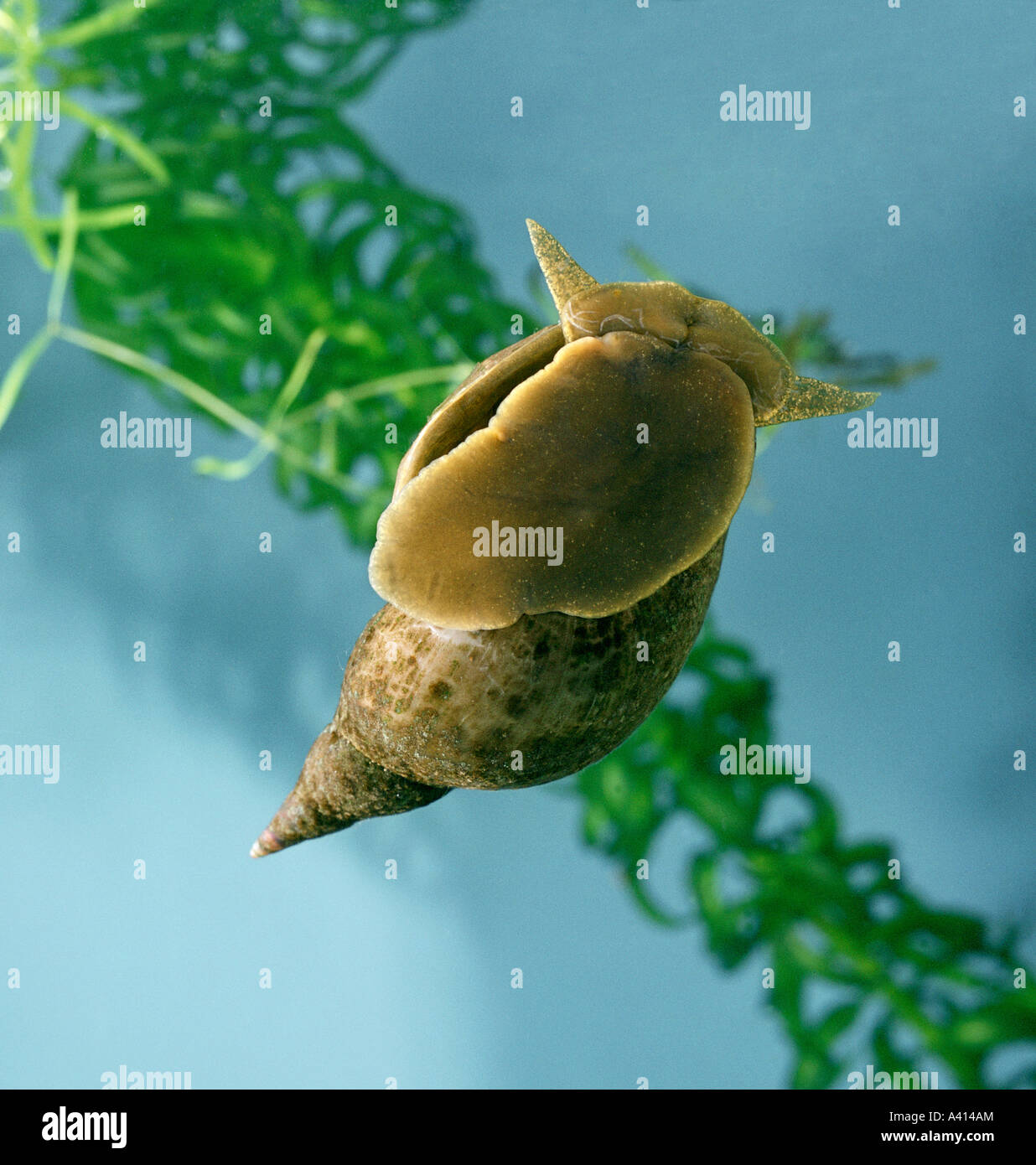 Tentacles showing hi-res stock photography and images - Alamy