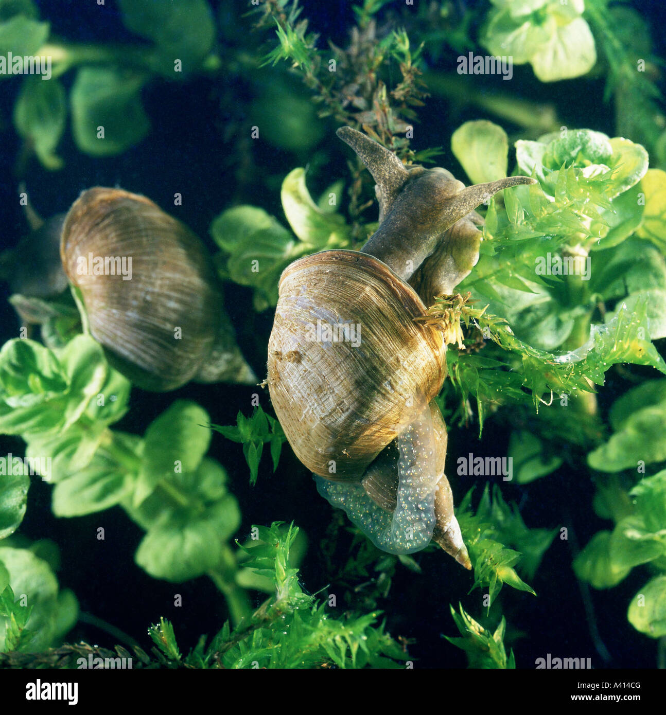 Pond snails hi-res stock photography and images - Alamy