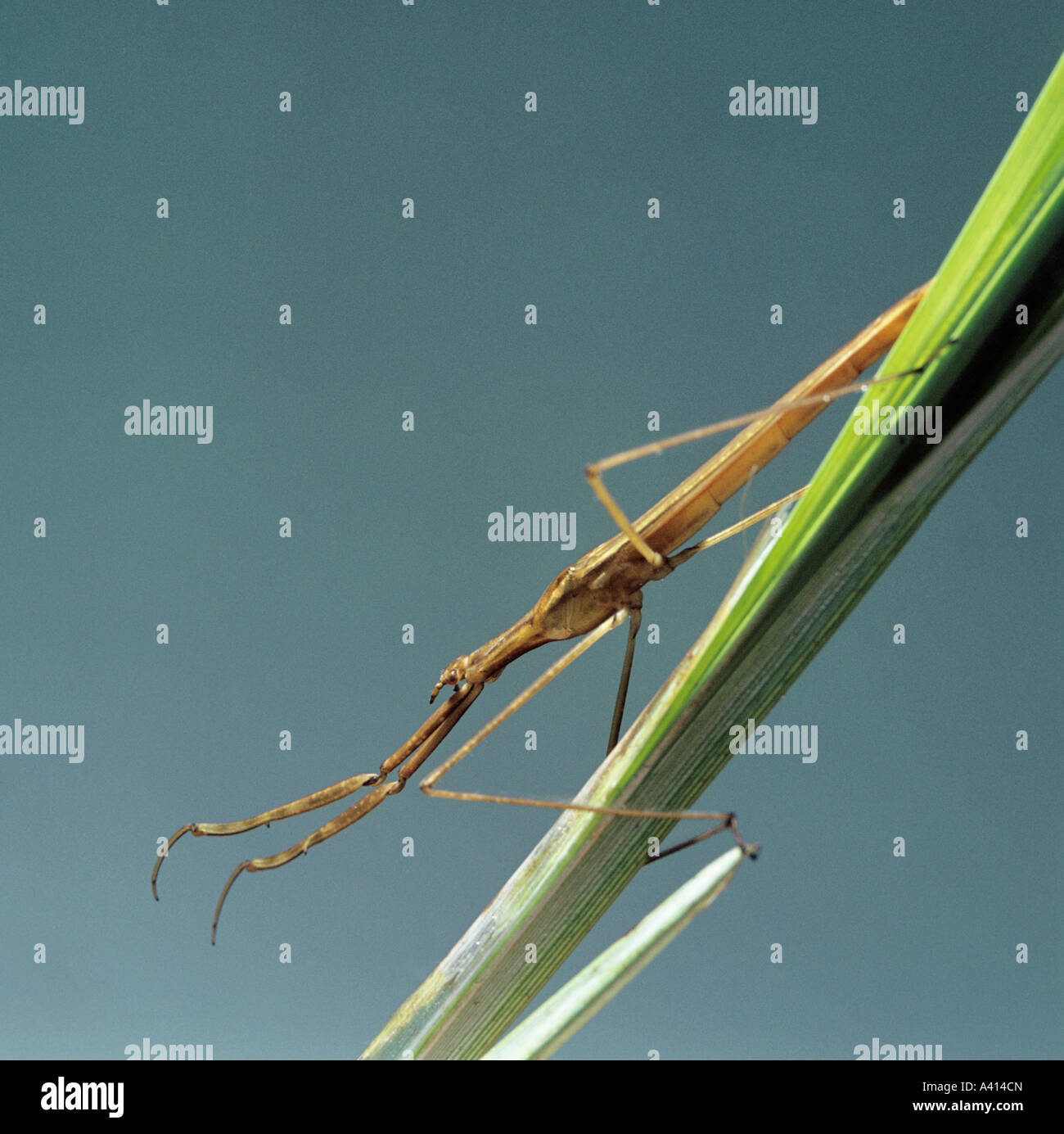 Water stick insect Ranatra linearis showing the forelegs adated for ...