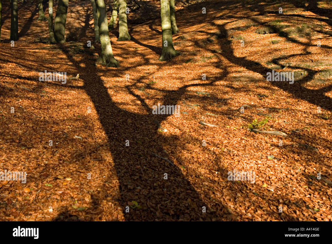 English deciduous woodland beech trees in autumn colours with tree ...