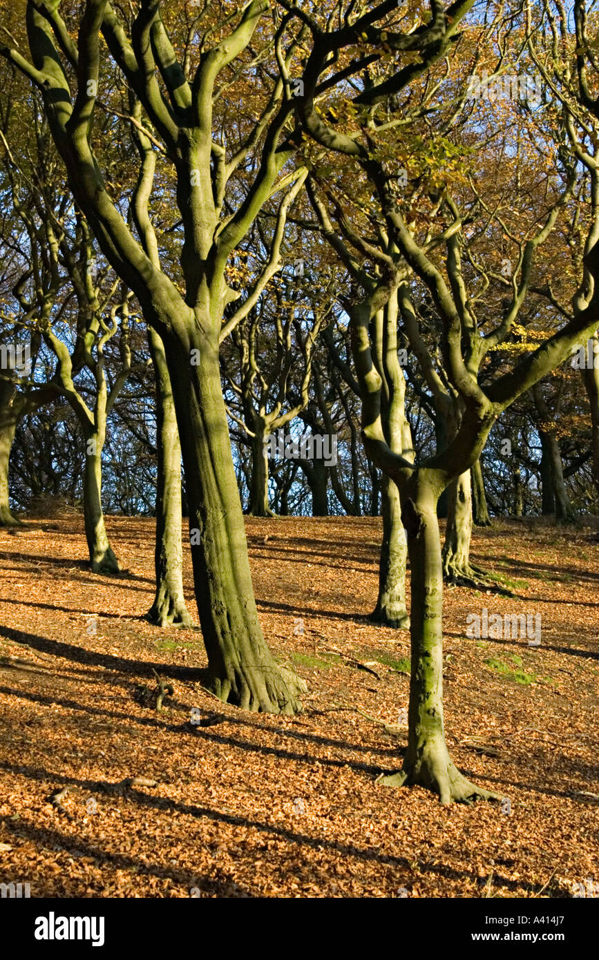 English deciduous woodland beech trees in autumn colours Stock Photo ...