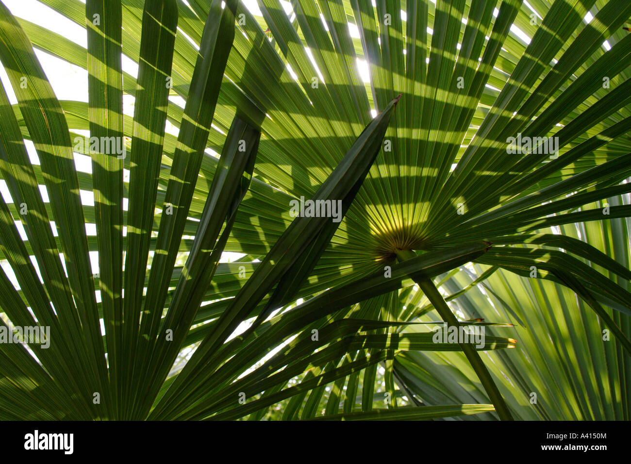Vivid green palm tree leaves in a fan shape with the sun bursting ...