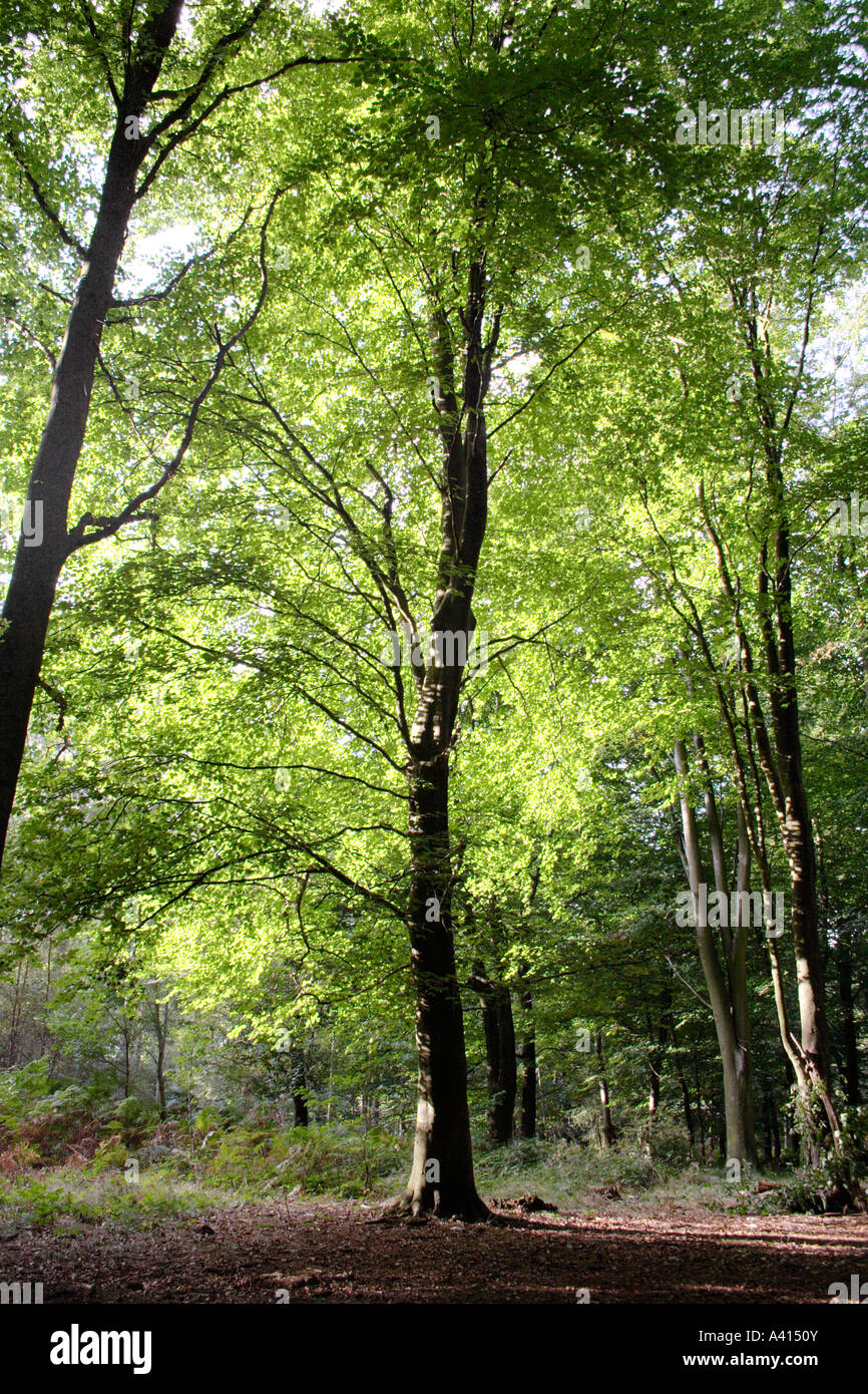 Woodland clearing dappled by light hi-res stock photography and images ...