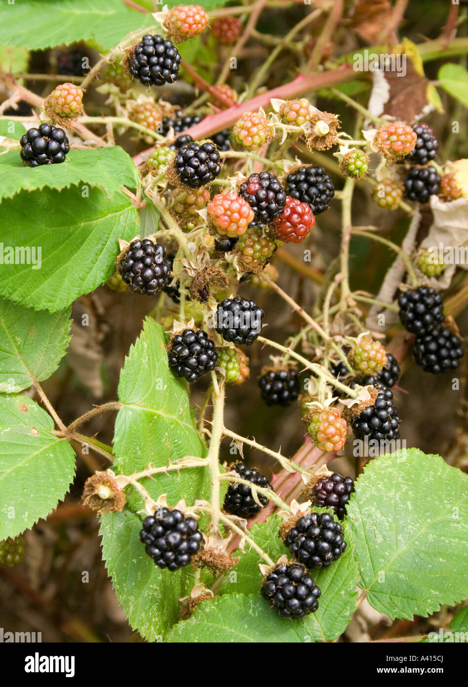 Ripe and ripening blackberries Rubus fruticosus ready for picking USA ...
