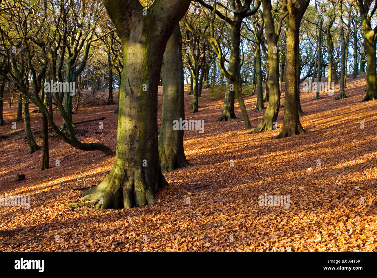 Woodland shot of native British deciduous trees in autumn sunshine with ...