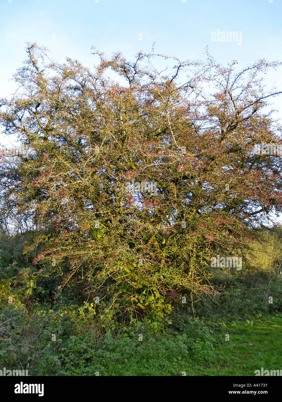 Thorn tree near Caldragh CemeteryBoa Island Lower Lough Erne County ...