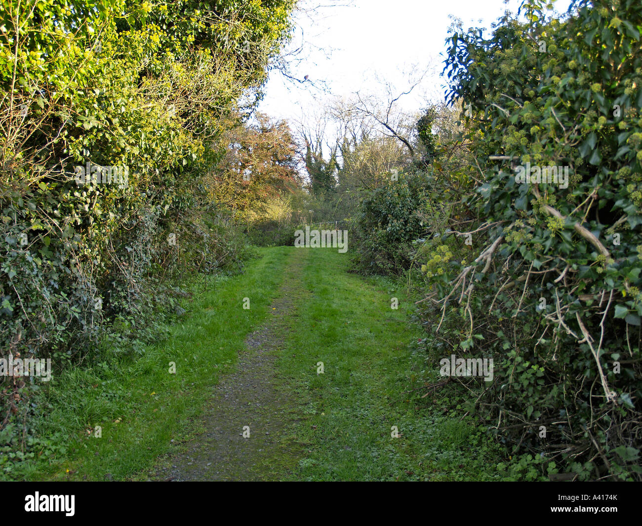 Path leading to Caldragh cemetery Boa Island Lower Lough Erne County ...