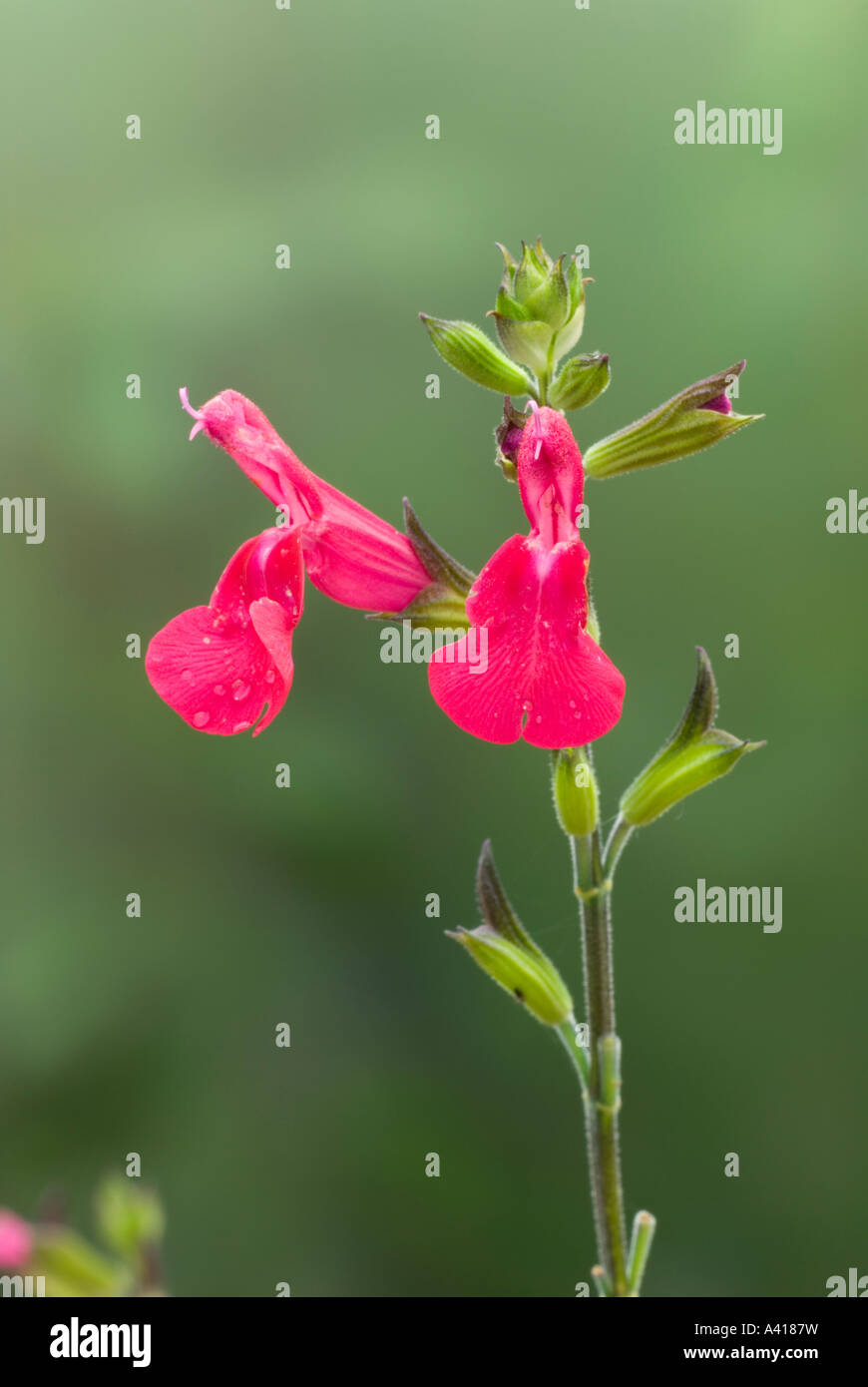 Salvia microphylla microphylla hi-res stock photography and images - Alamy