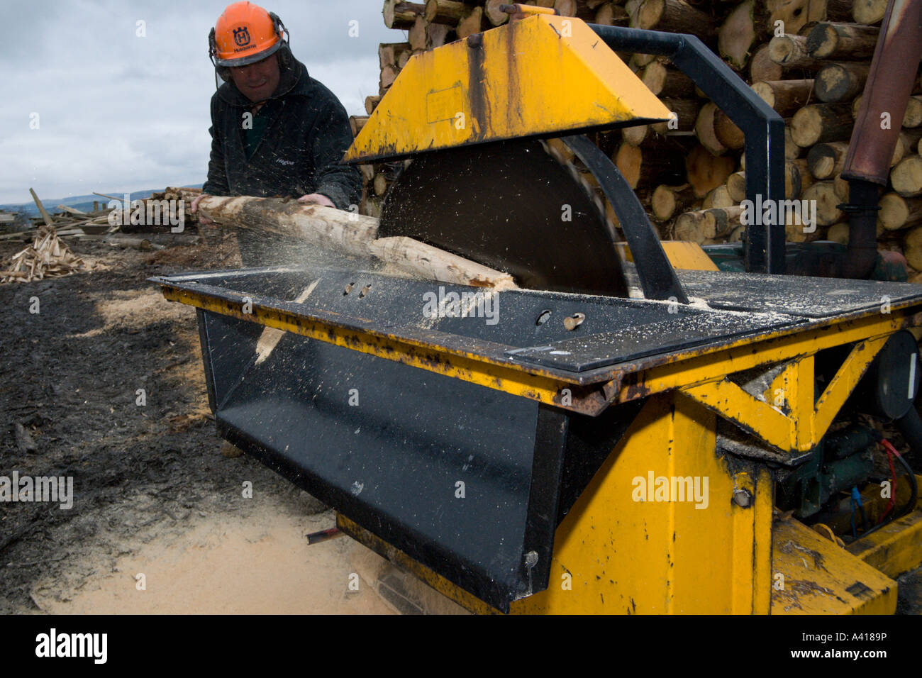 Man pointing Durable Sweet Chestnut, Castanea sativa fencing stakes ...