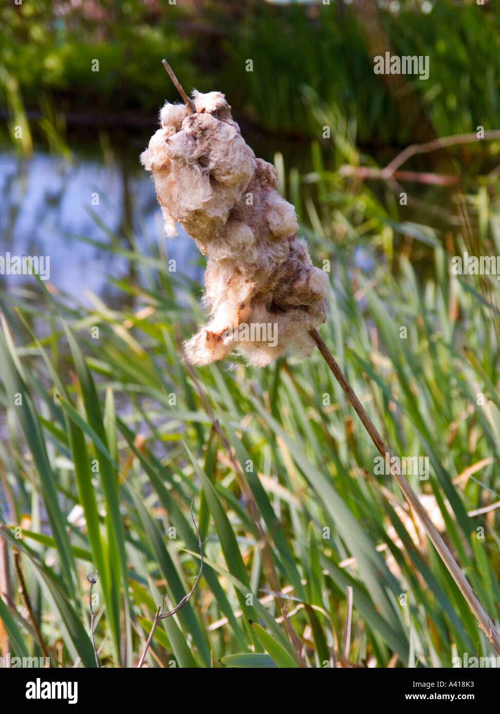 Bull rush rushes bullrush bullrushes hi-res stock photography and ...