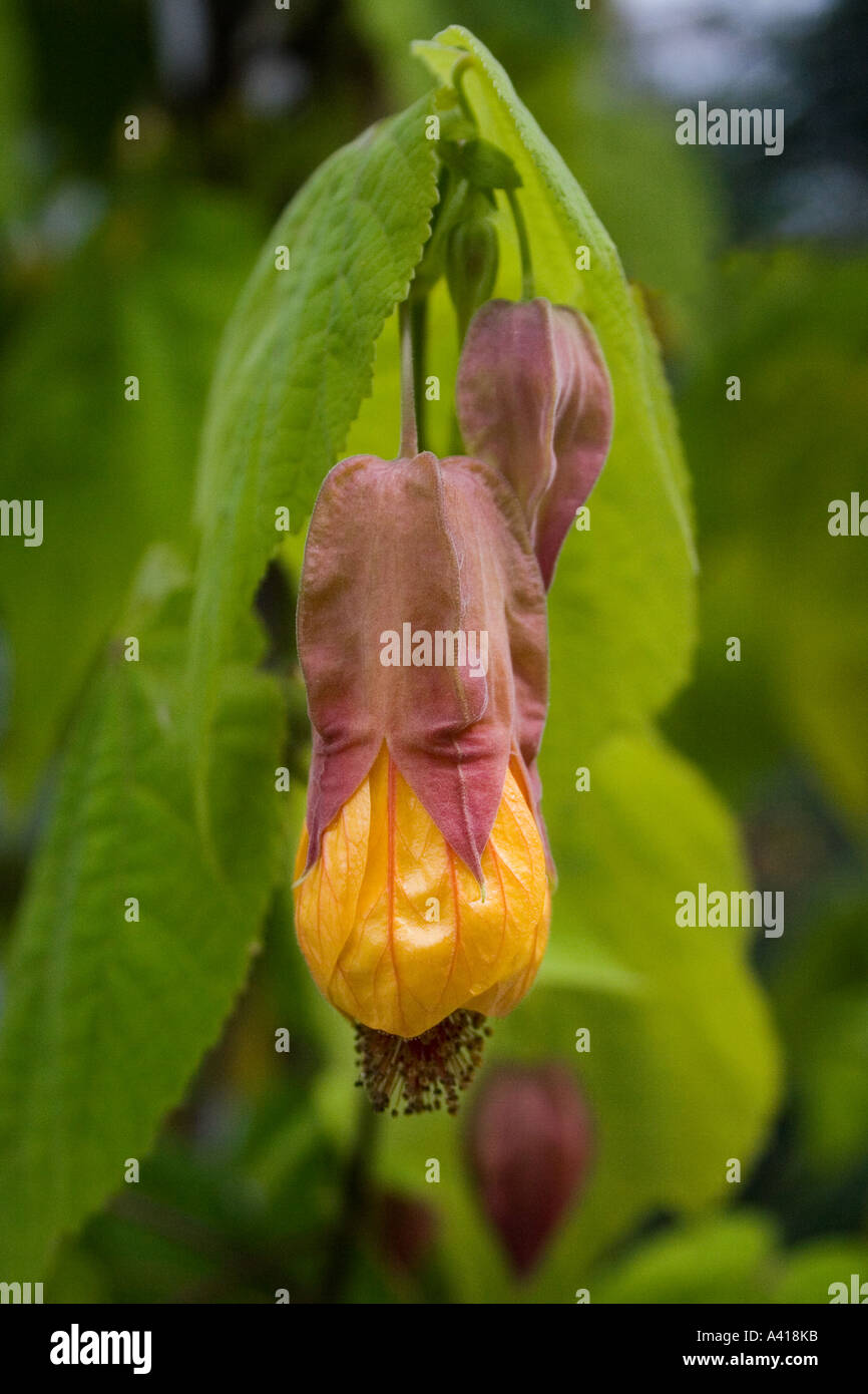 Bell lantern shaped flower hi-res stock photography and images - Alamy
